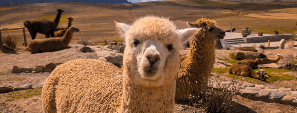 Mountain View Experience, Peru – Hotel Review – CHASE THE RAINBOWS